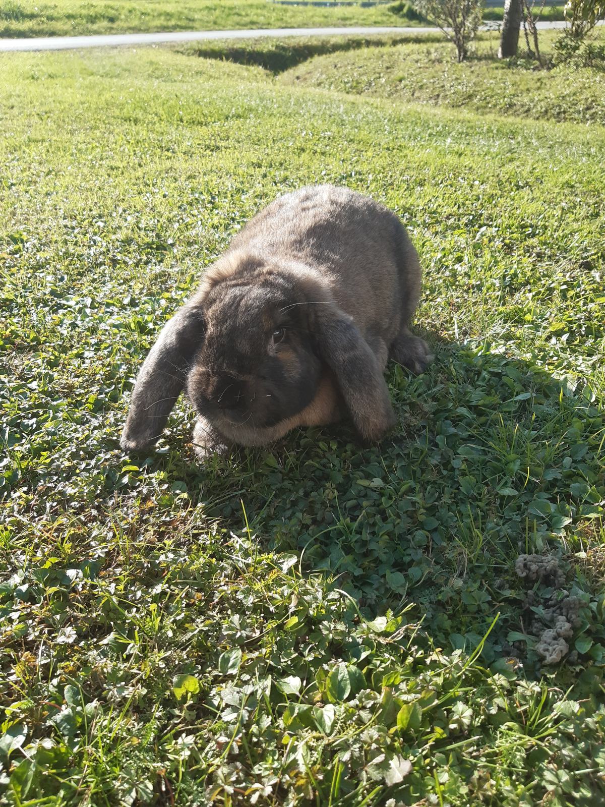 Ovnoliki kunići madagaskar