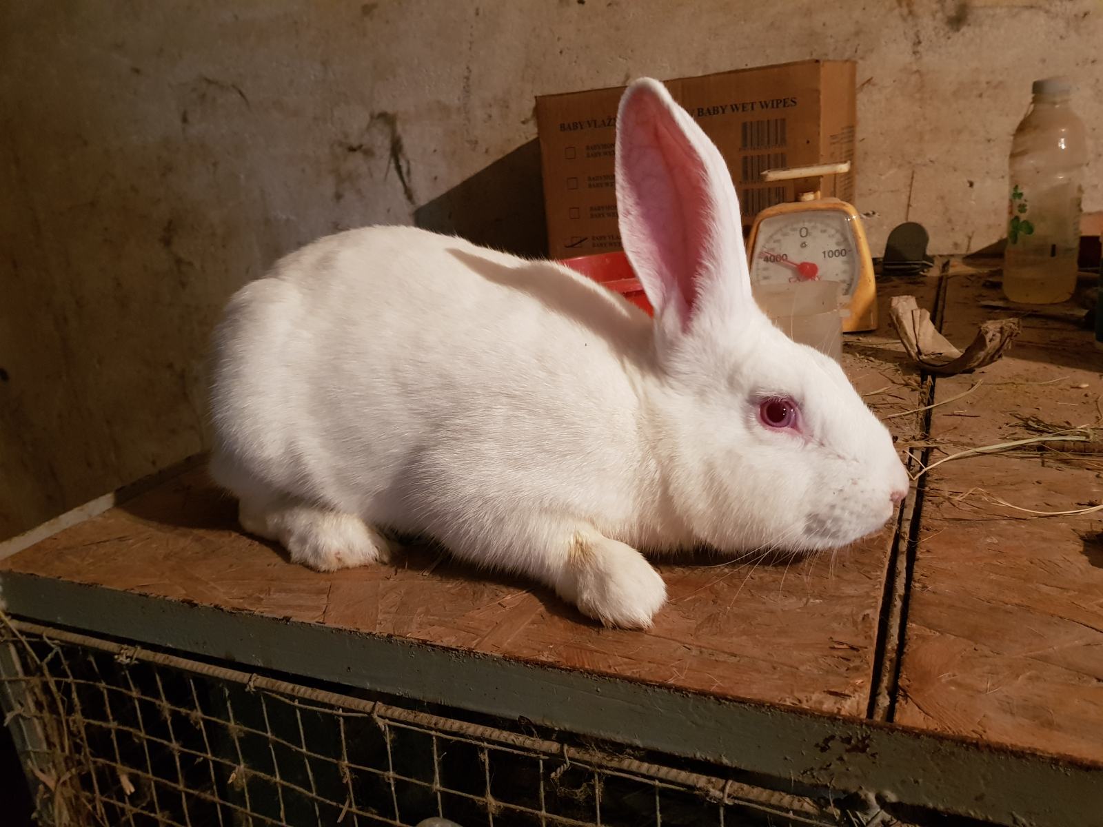 PANONSKI KUNIĆI,KALIFORNIJSKI KUNIĆI