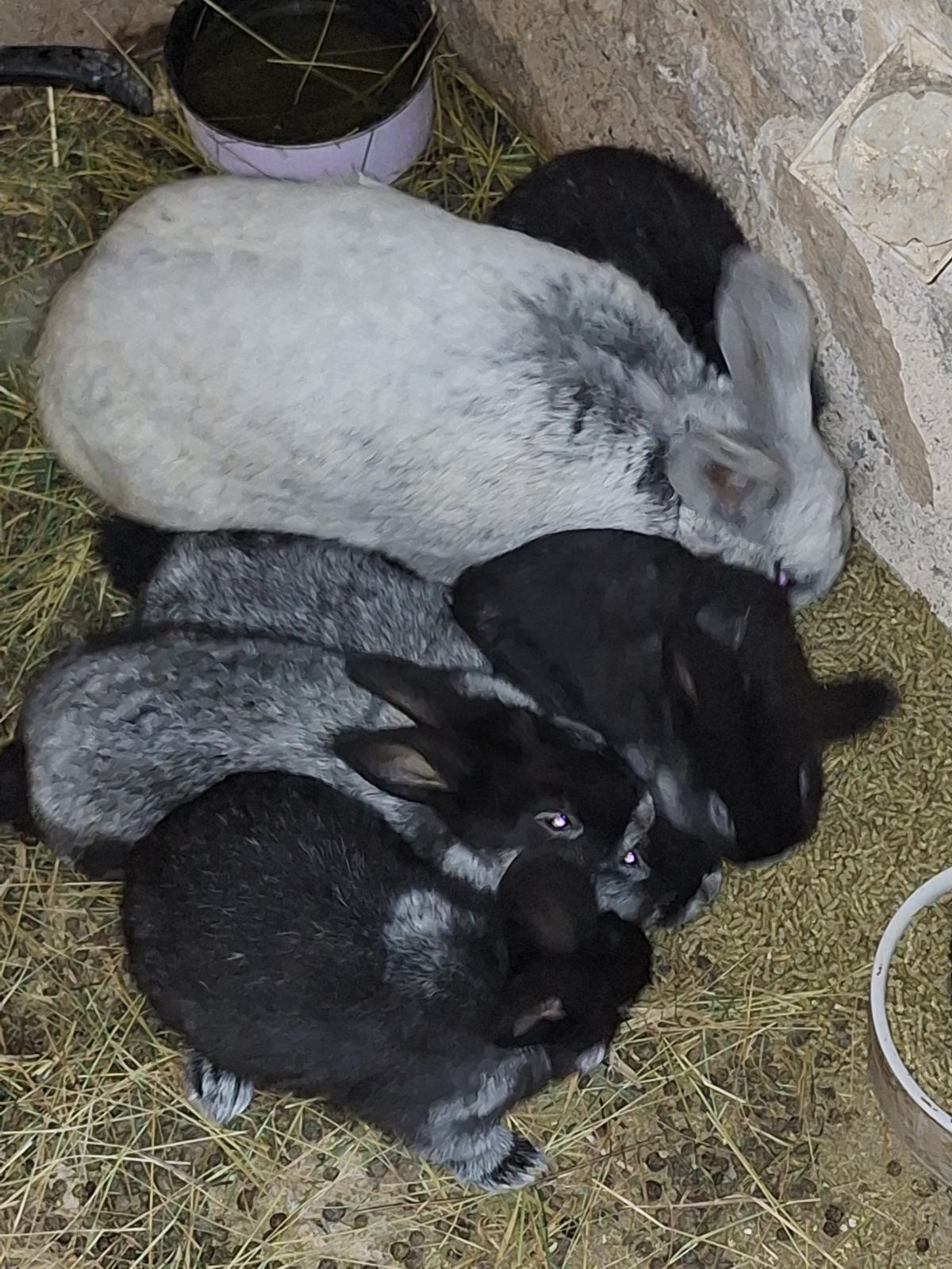 Veliki srebrni svijetli kunic