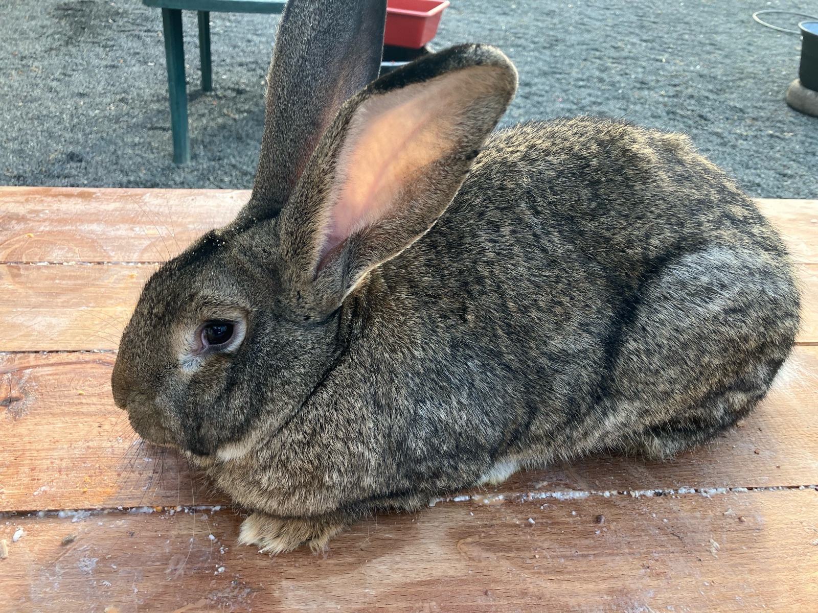 Zec belgijski orijaš