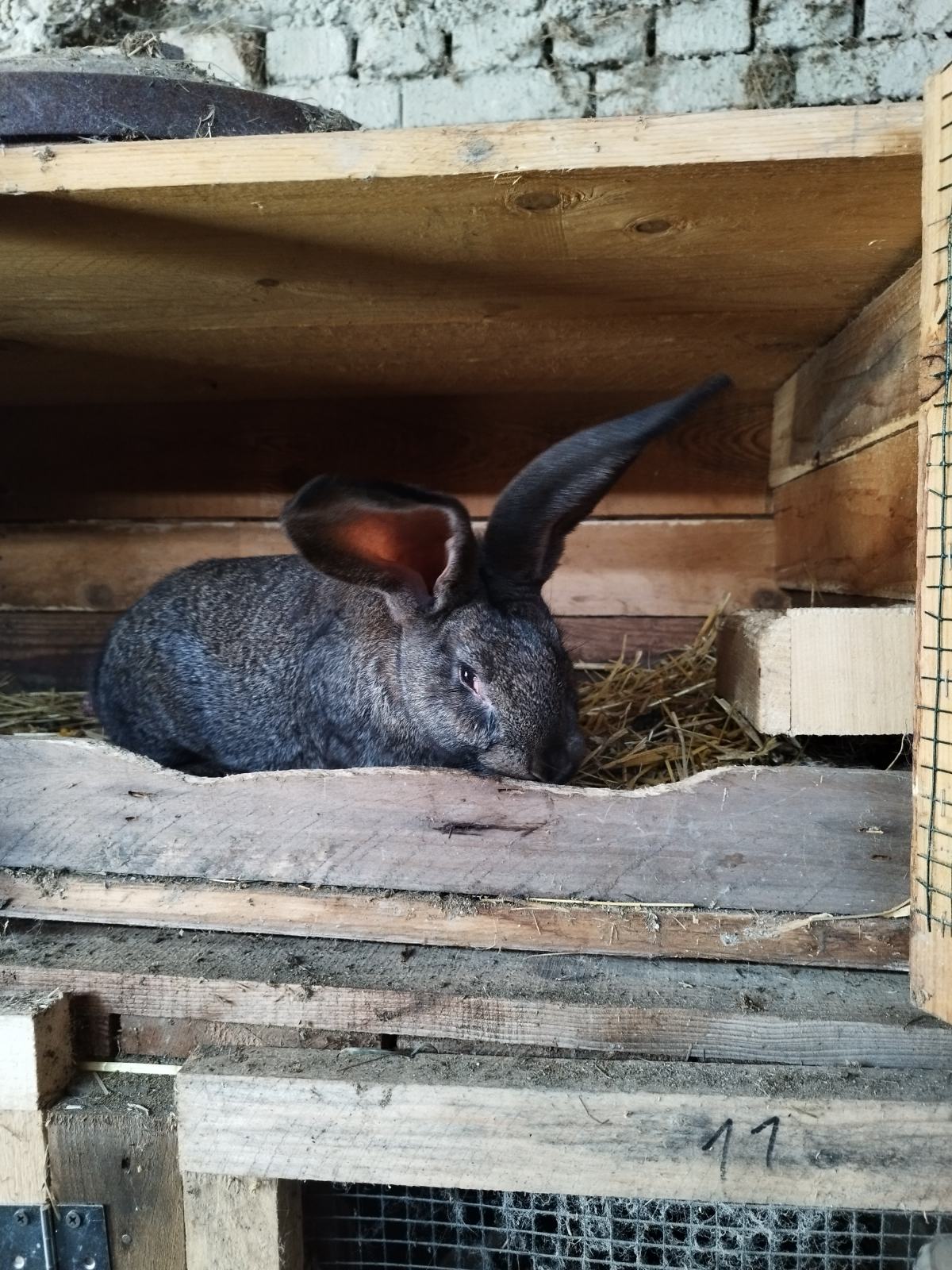 Zečevi Belgiski orijaš,Njemački šarci