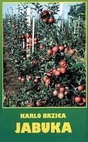 Karlo Brzica:JABUKA