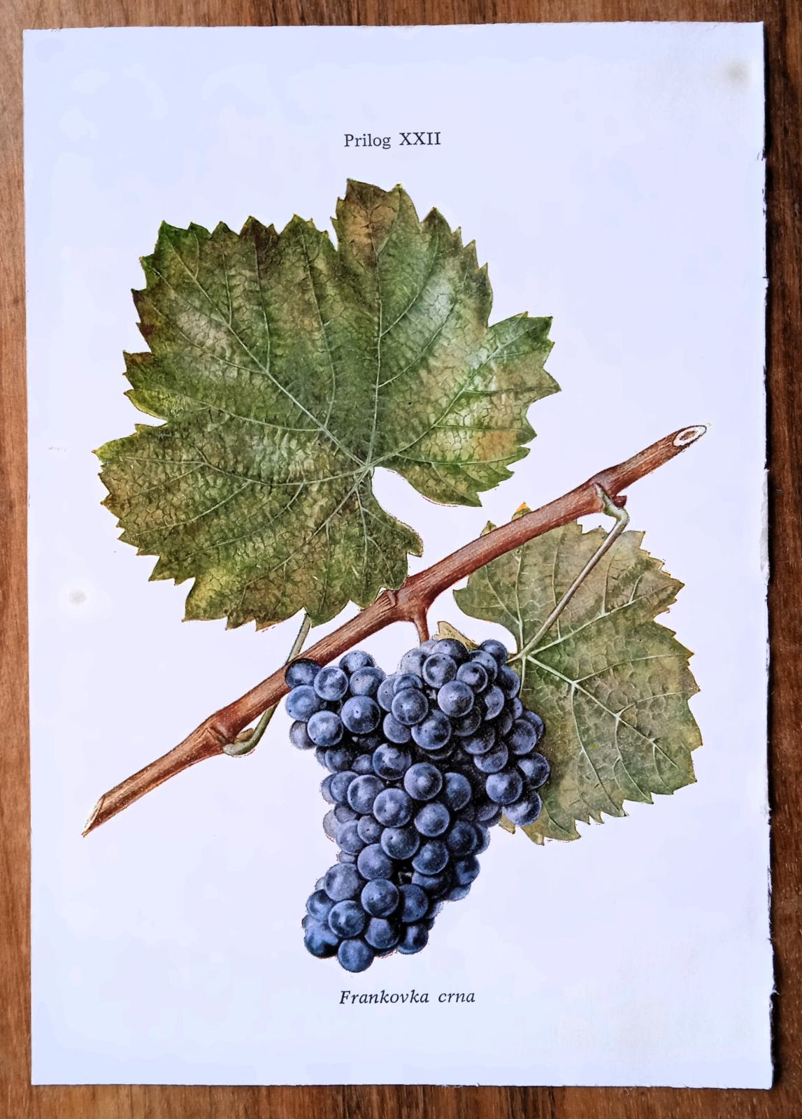 VINOVA LOZA GROŽĐE FRANKOVKA CRNA SLIKA IZ KNJIGE 1982 god.