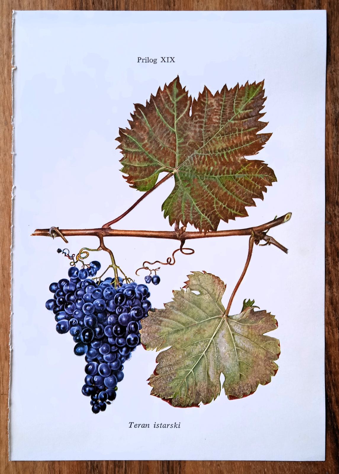 VINOVA LOZA GROŽĐE TERAN ISTARSKI SLIKA IZ KNJIGE 1982 god.