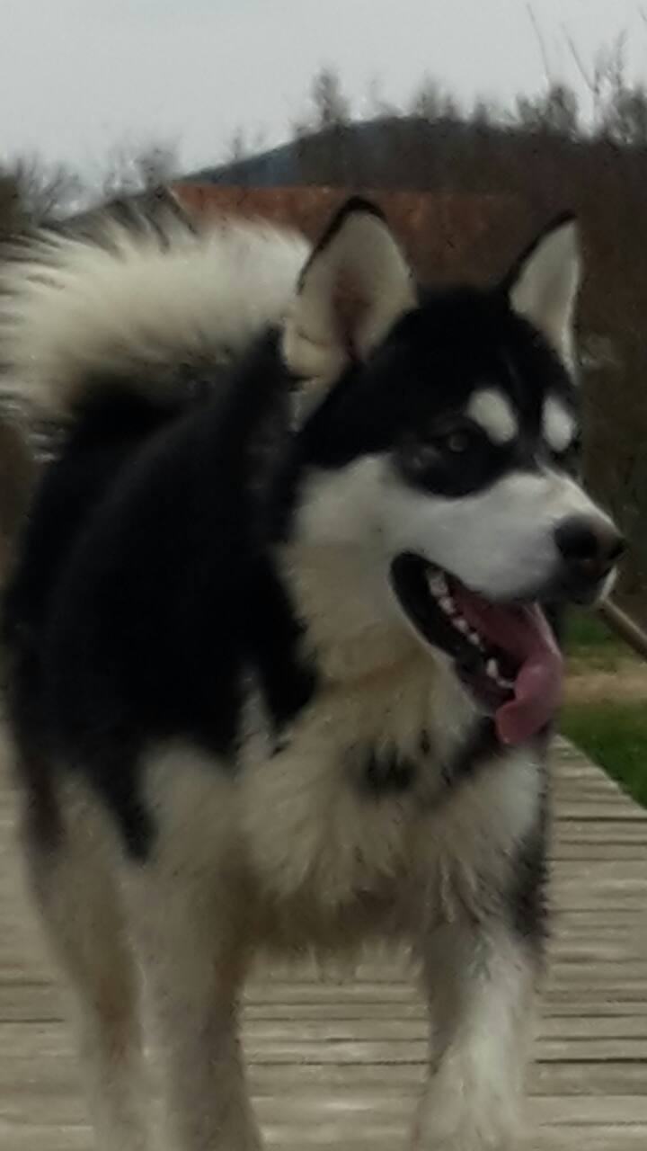 Aljaški malamut spreman za parenje