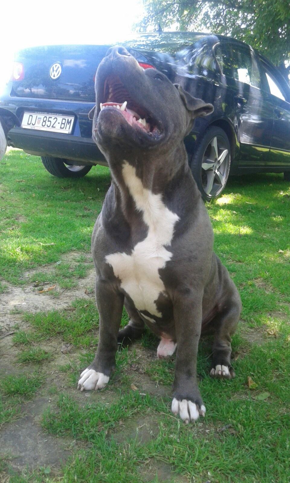 americki staford za parenje