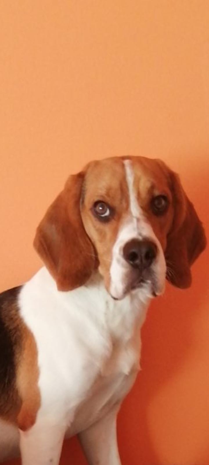 Beagle (Bigl) - mladi mužjak - za parenje