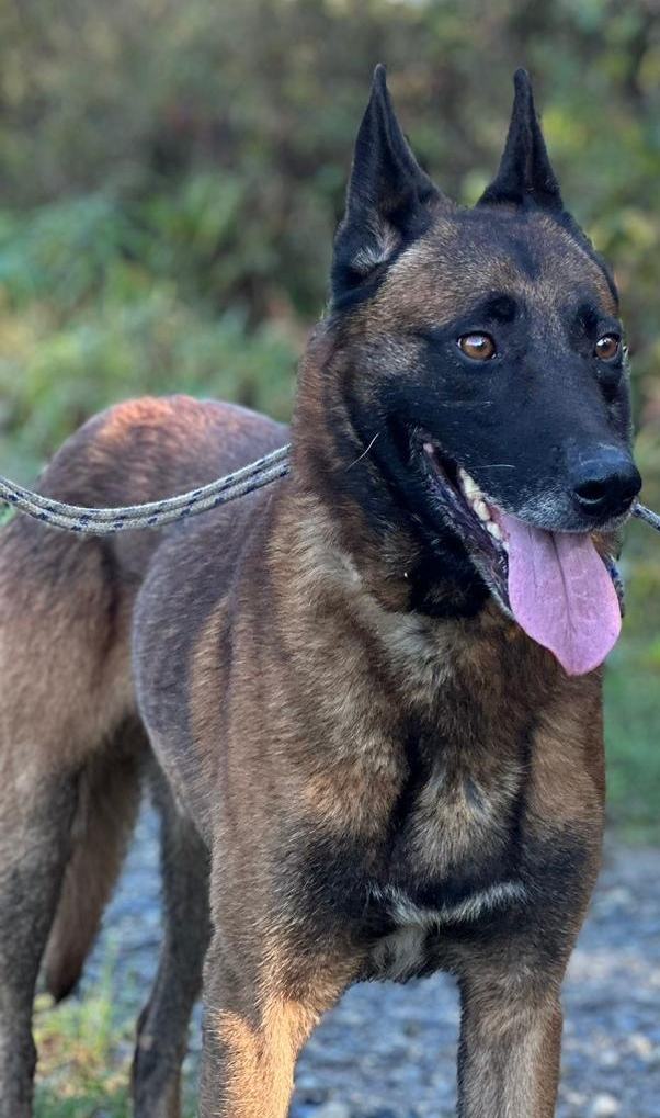 Belgijski ovčar, Malinoa, parenje