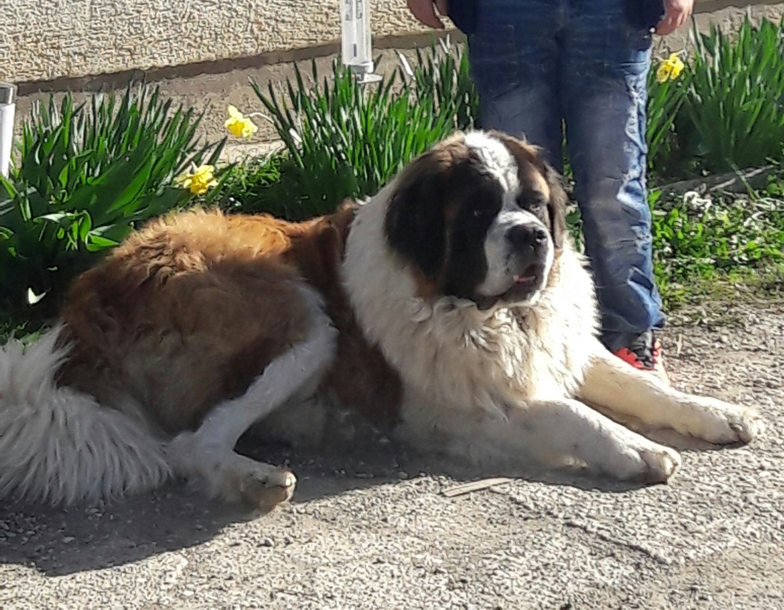 bernardinac za parenje