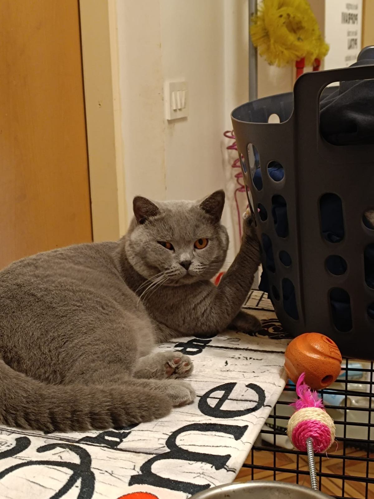 Britanski kratkodlaki macak