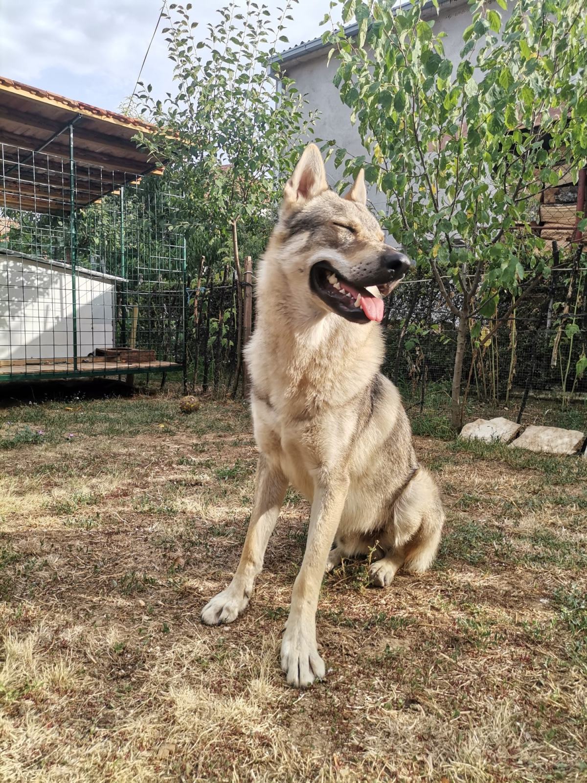 Čehoslovački vučiji pas