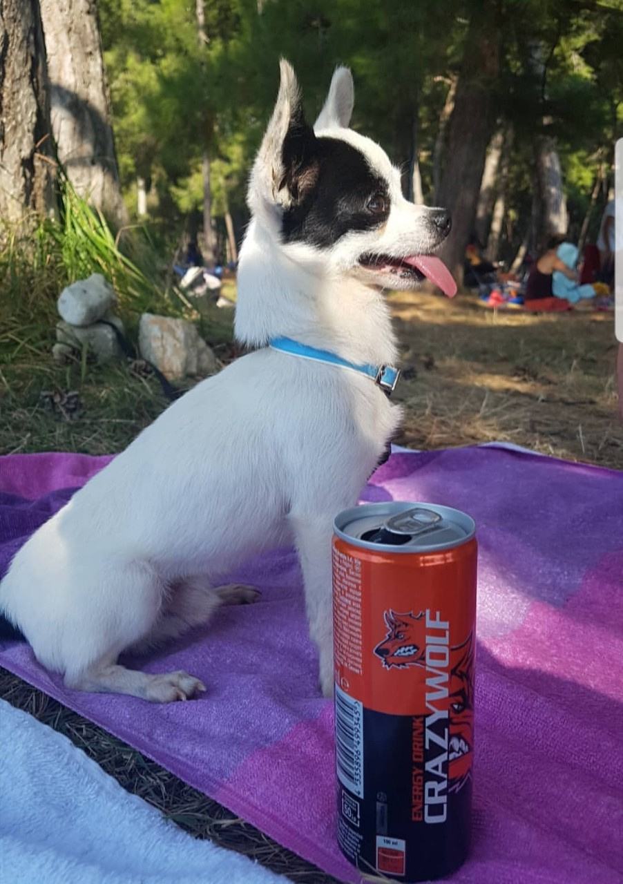 Chivava Mužijak Extra Mini