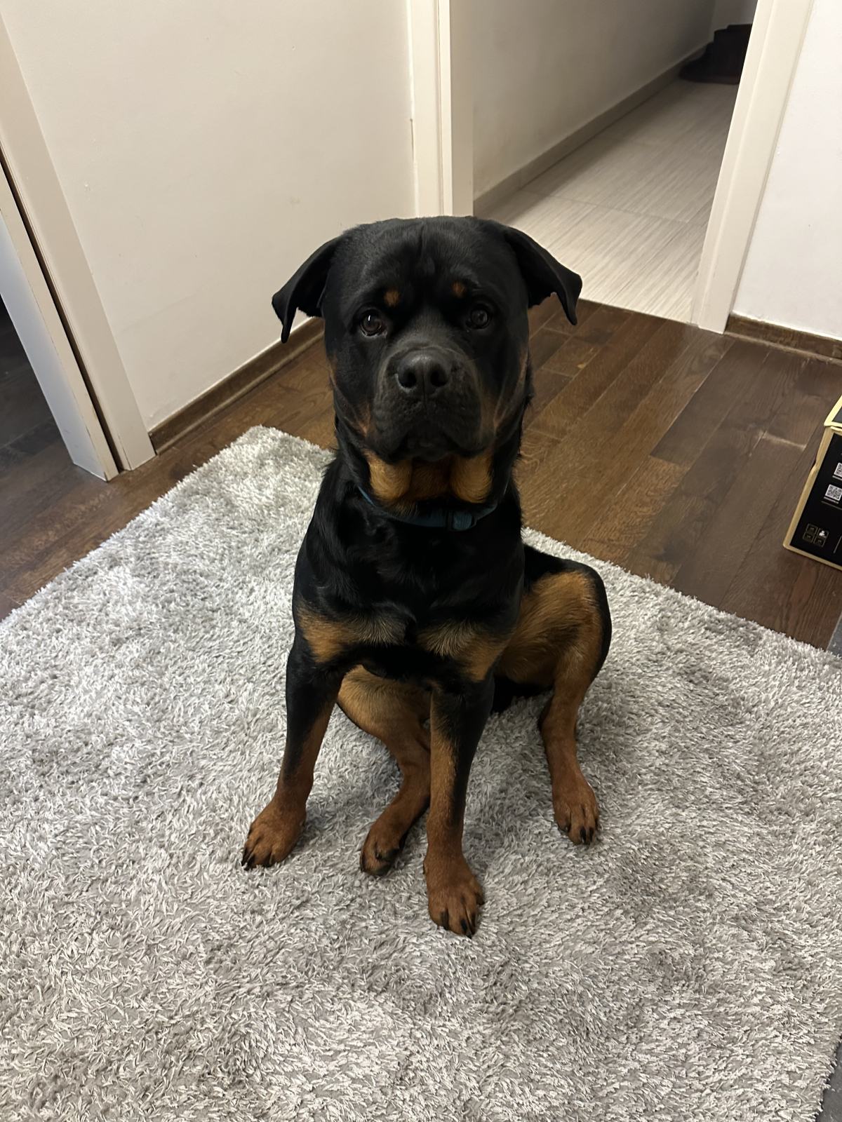 ČISTOKRVNI ROTWEILER ZA PARENJE