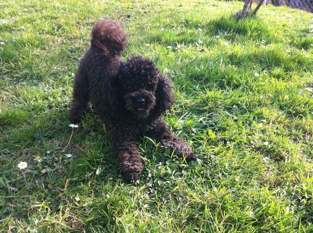 Crna mini pudlica trazi muzjaka za parenje