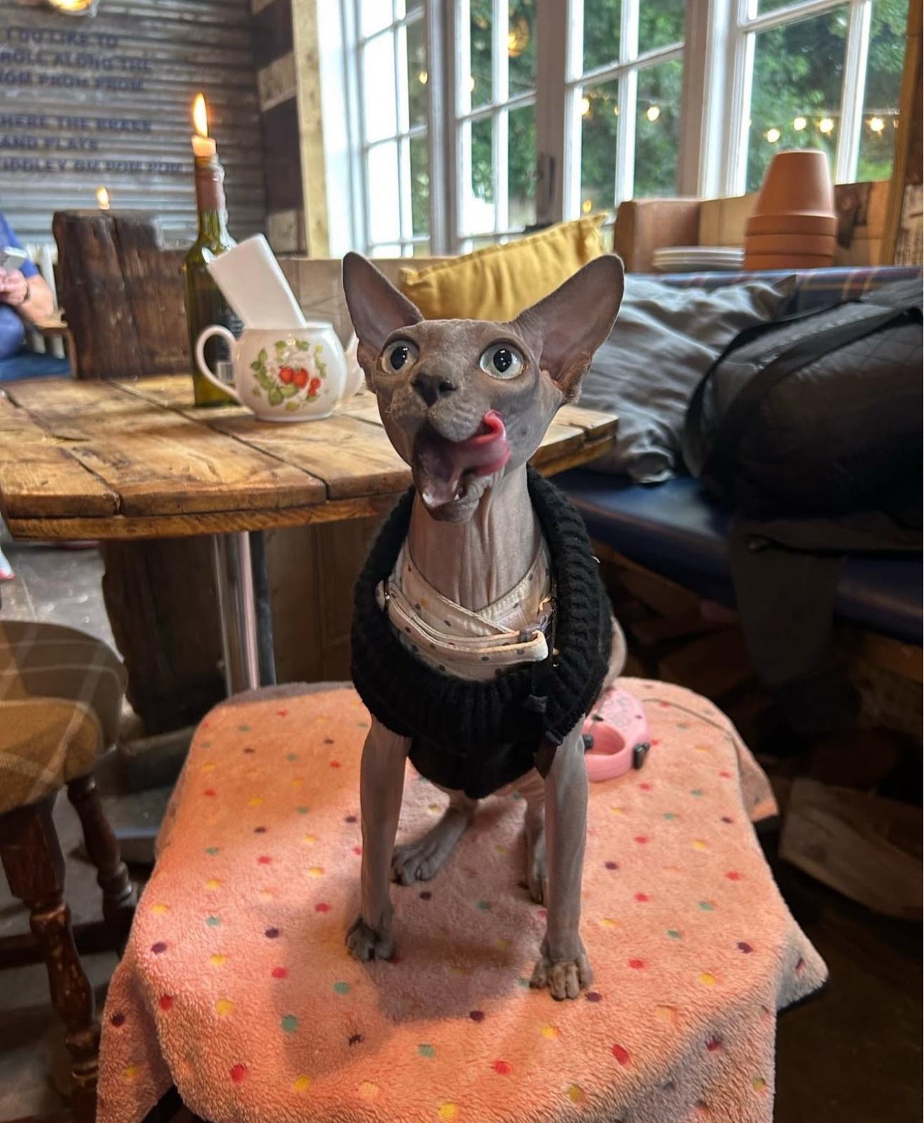 Cura, sfinks mačka za Parenje