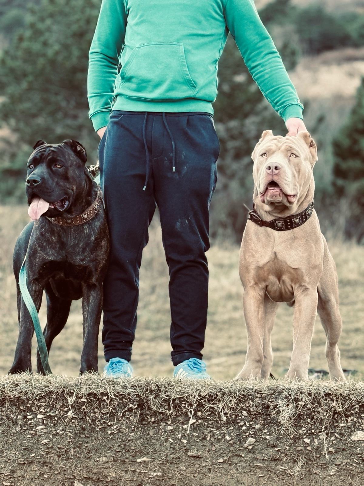 Deep Bandog Mastiff