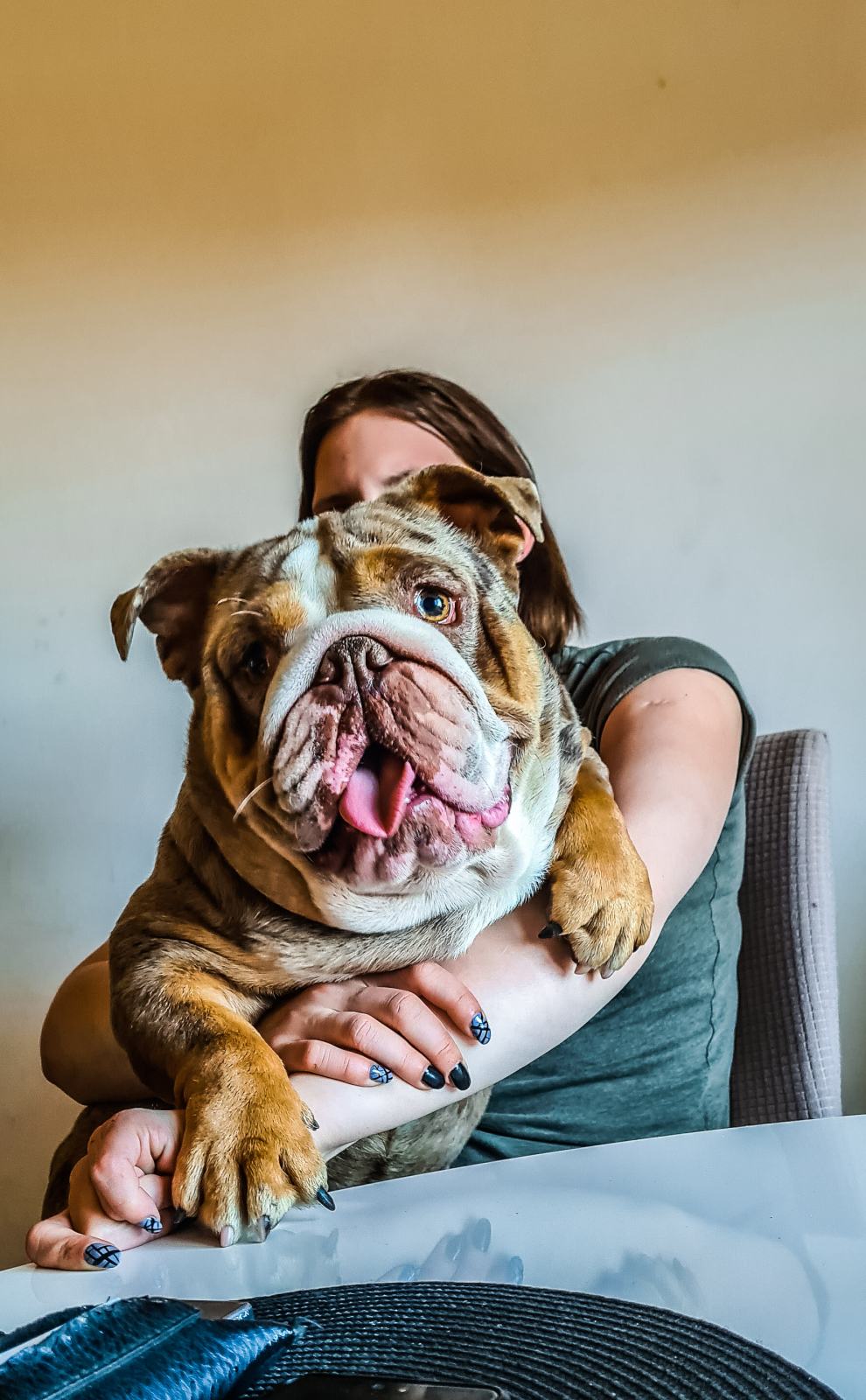 Engleski bulldog exotic (rare bulldog)