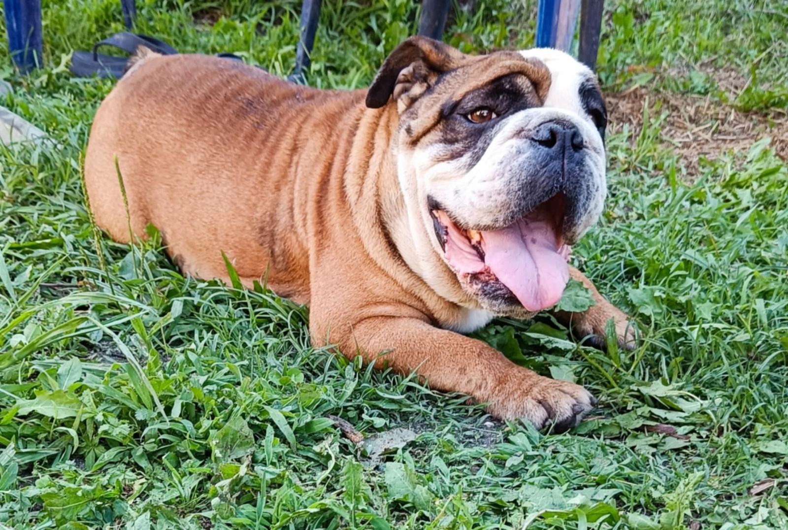 Engleski buldog