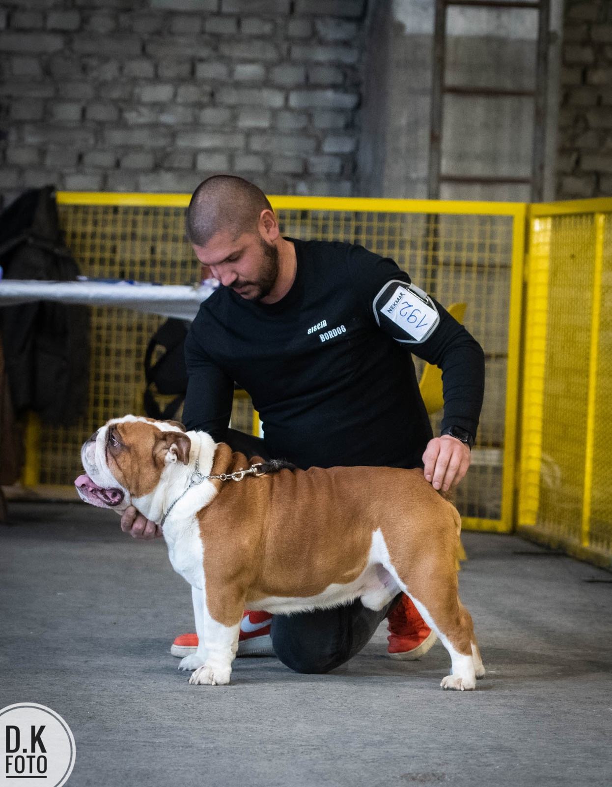 Engleski Buldog otvoren za parenje