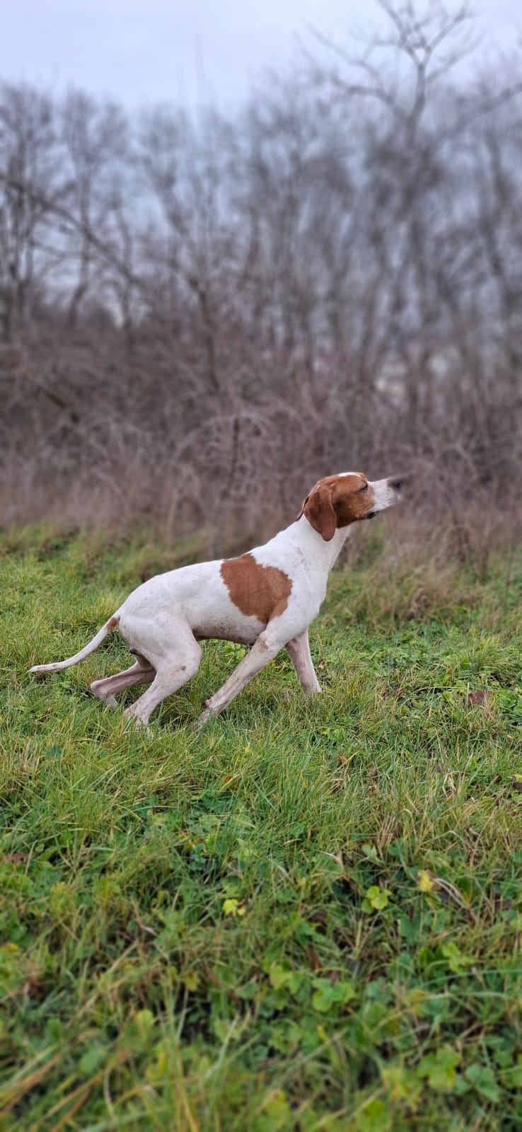 Engleski pointer (dostupan za parenje)