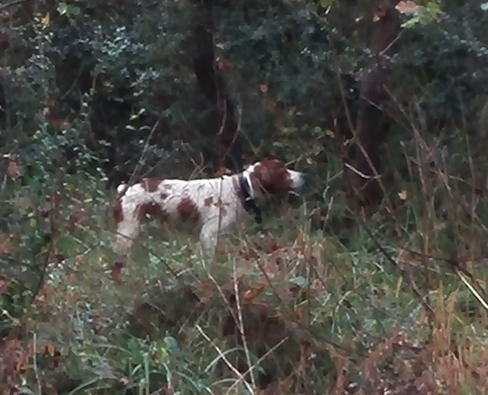 Epagneul bretton (bretonac)