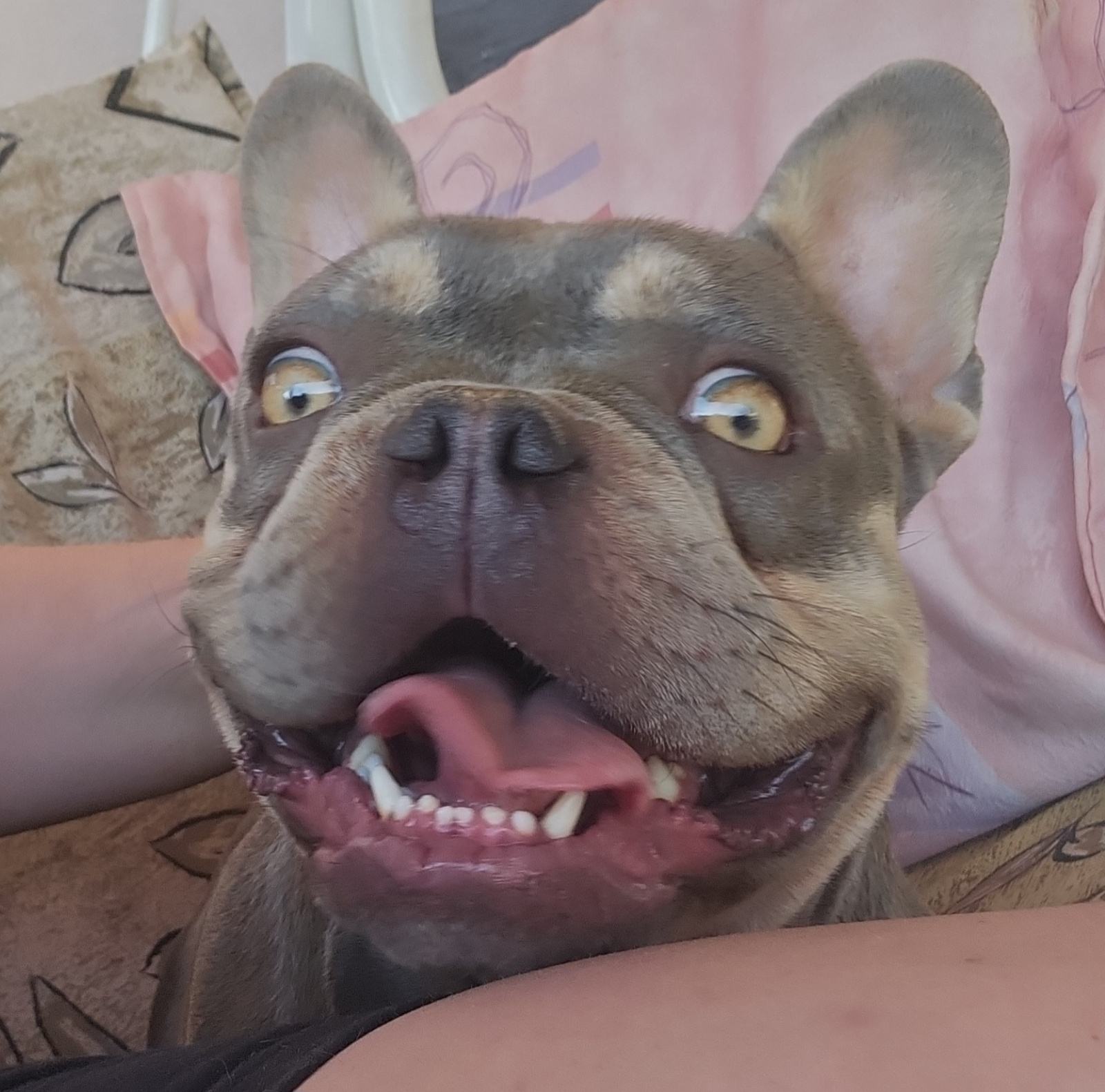 Francuski buldog lilac tan mužjak - parenje