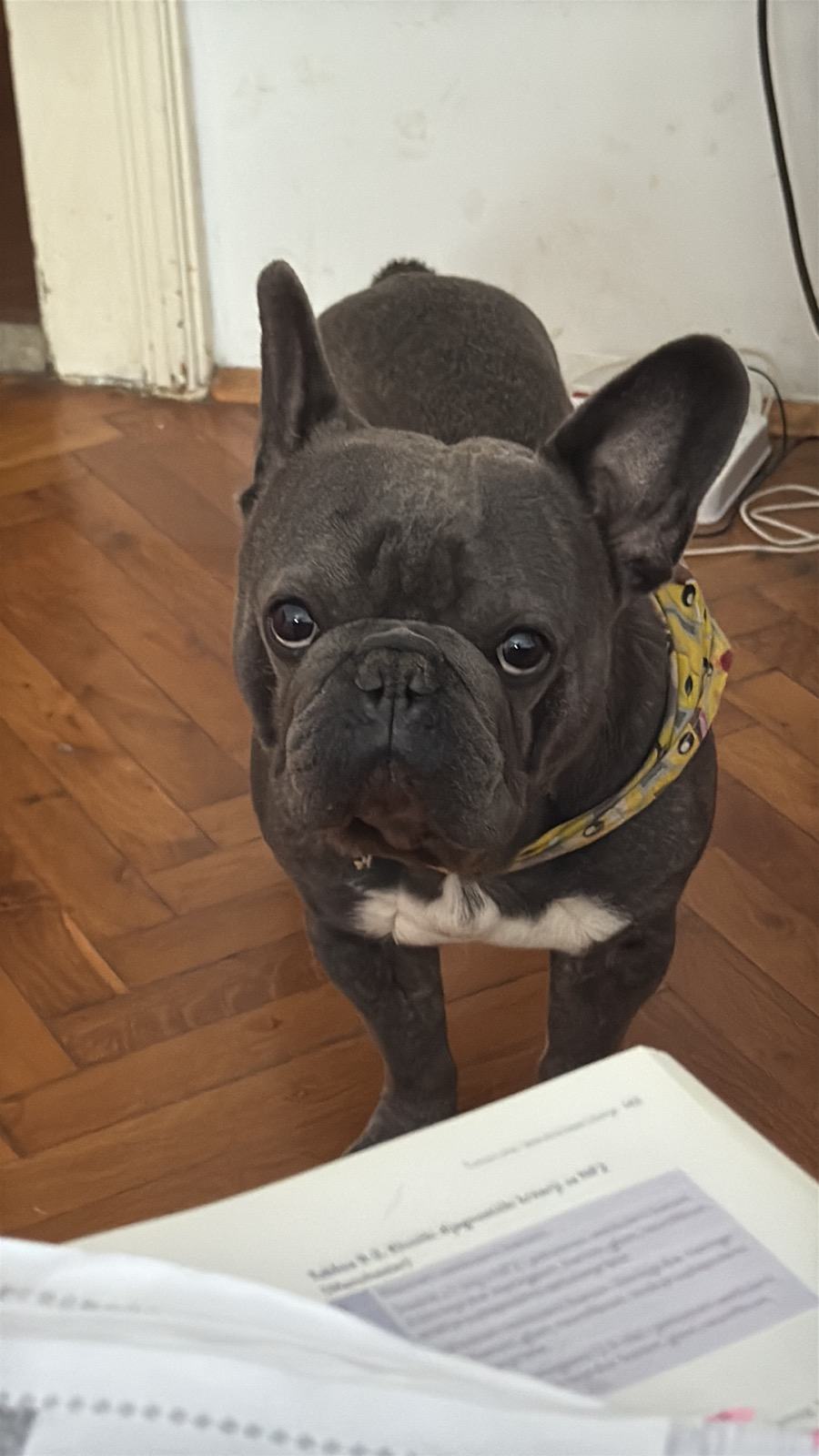 Francuski buldog parenje Plavi