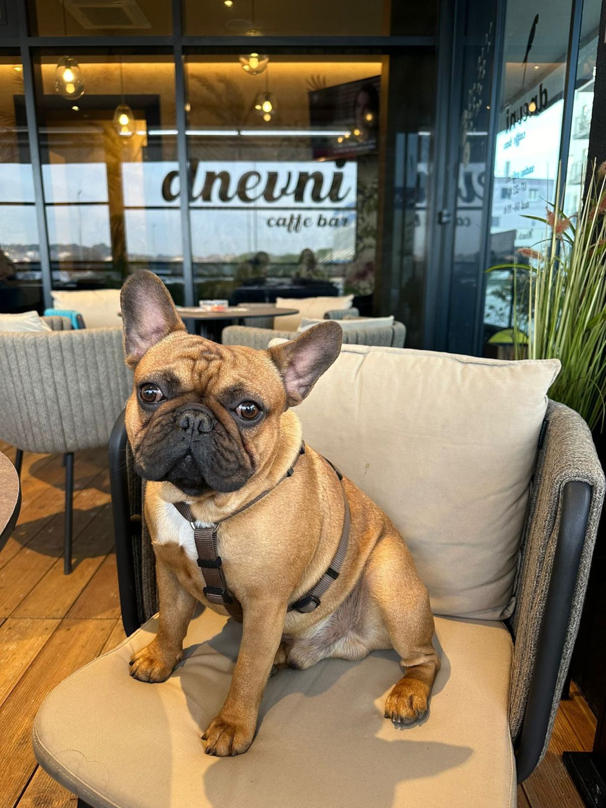 Francuski Buldog Rio traži ženku za parenje