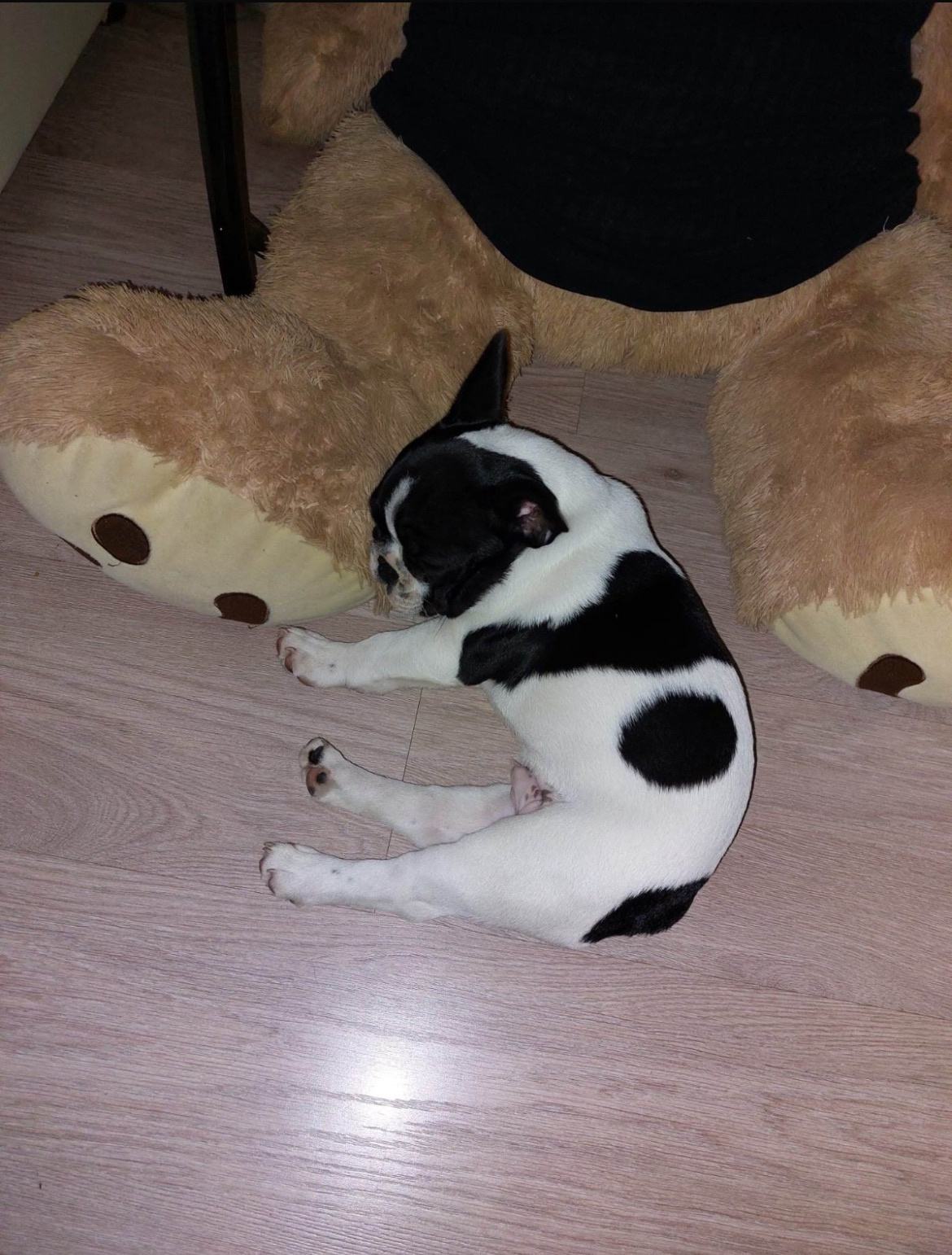 Francuski buldog vrhunski rodovnik