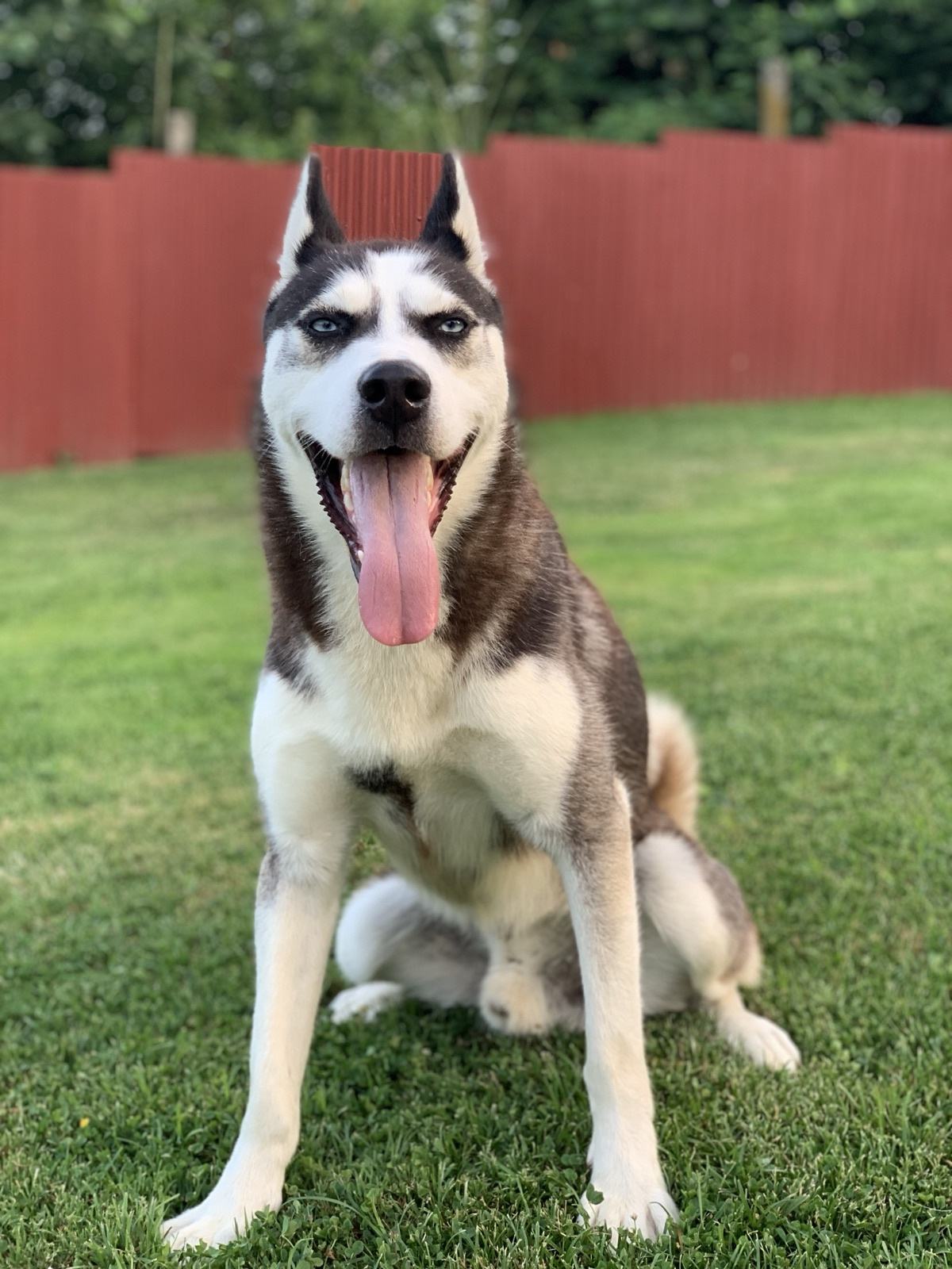 Sibirski Haski za parenje