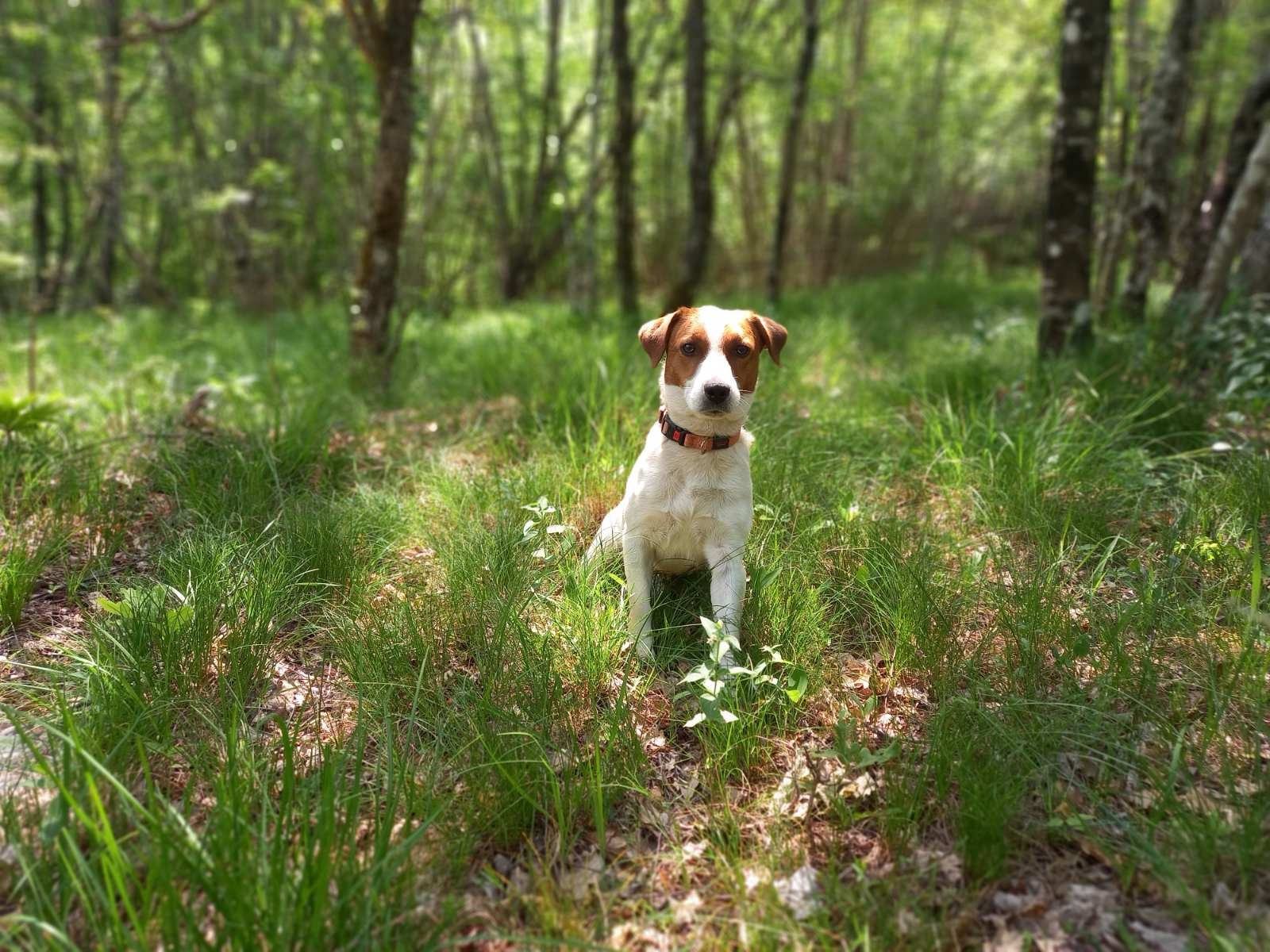 Jack Russel
