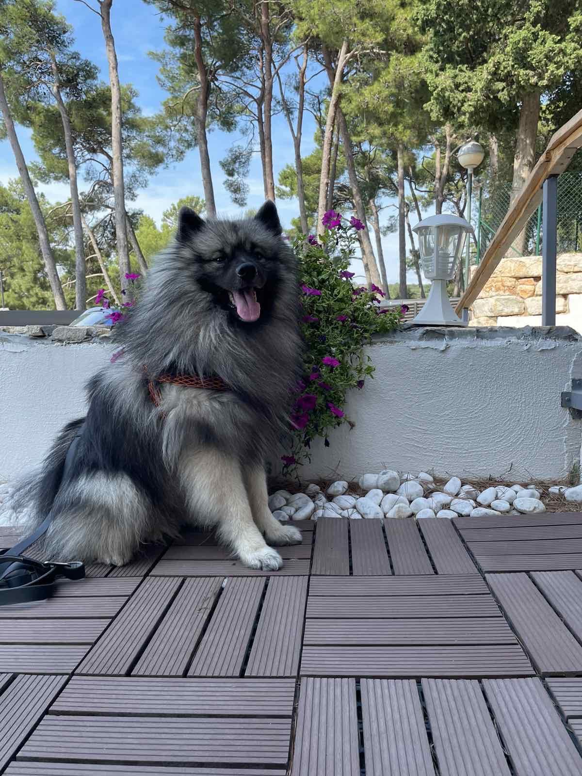 Keeshond (Wolf Spitz) za parenje