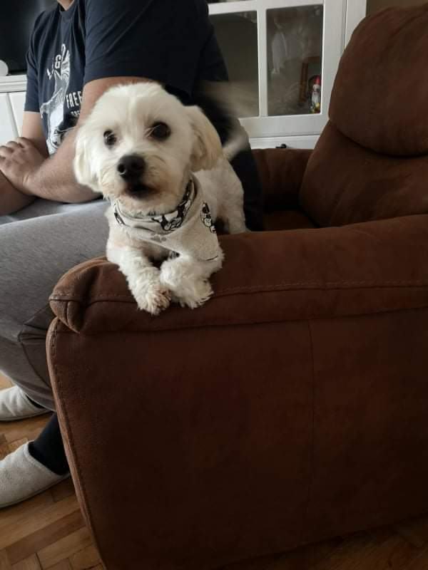 maltezer