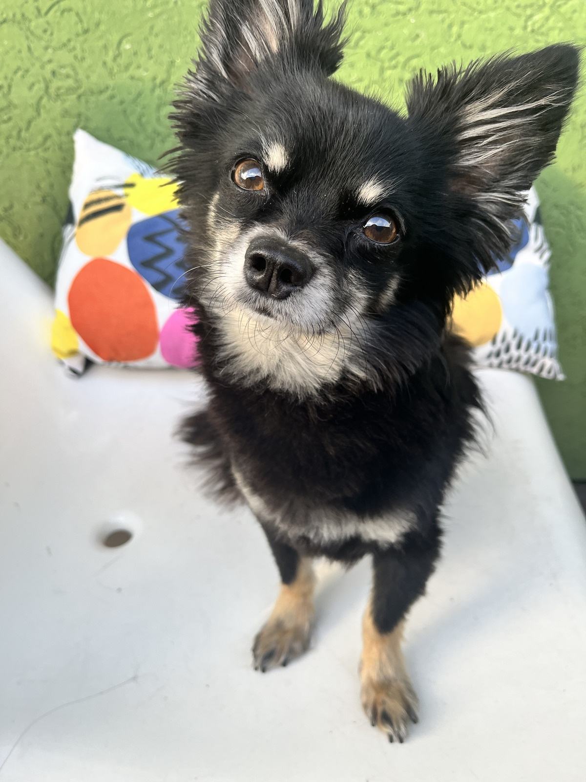 Mužjak čivave traži ženku za parenje