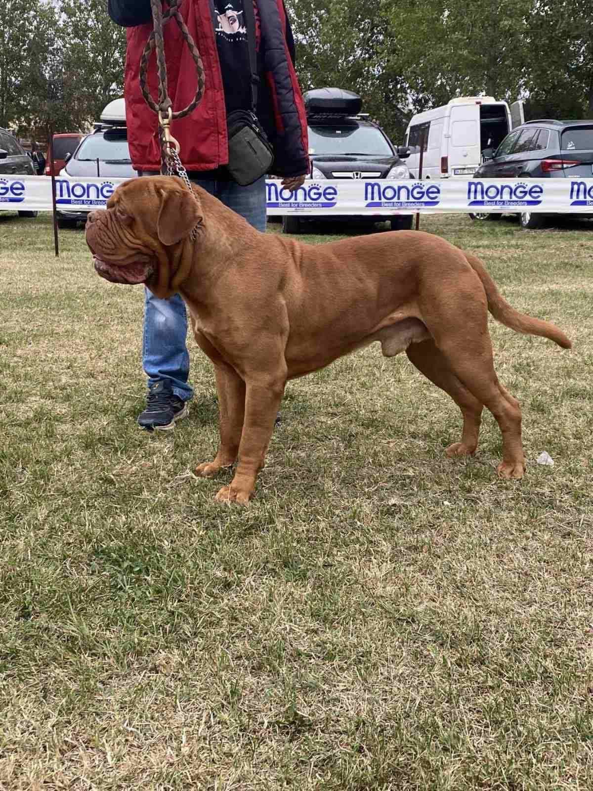 Muzjak za parenje Bordoska doga sa podigreom