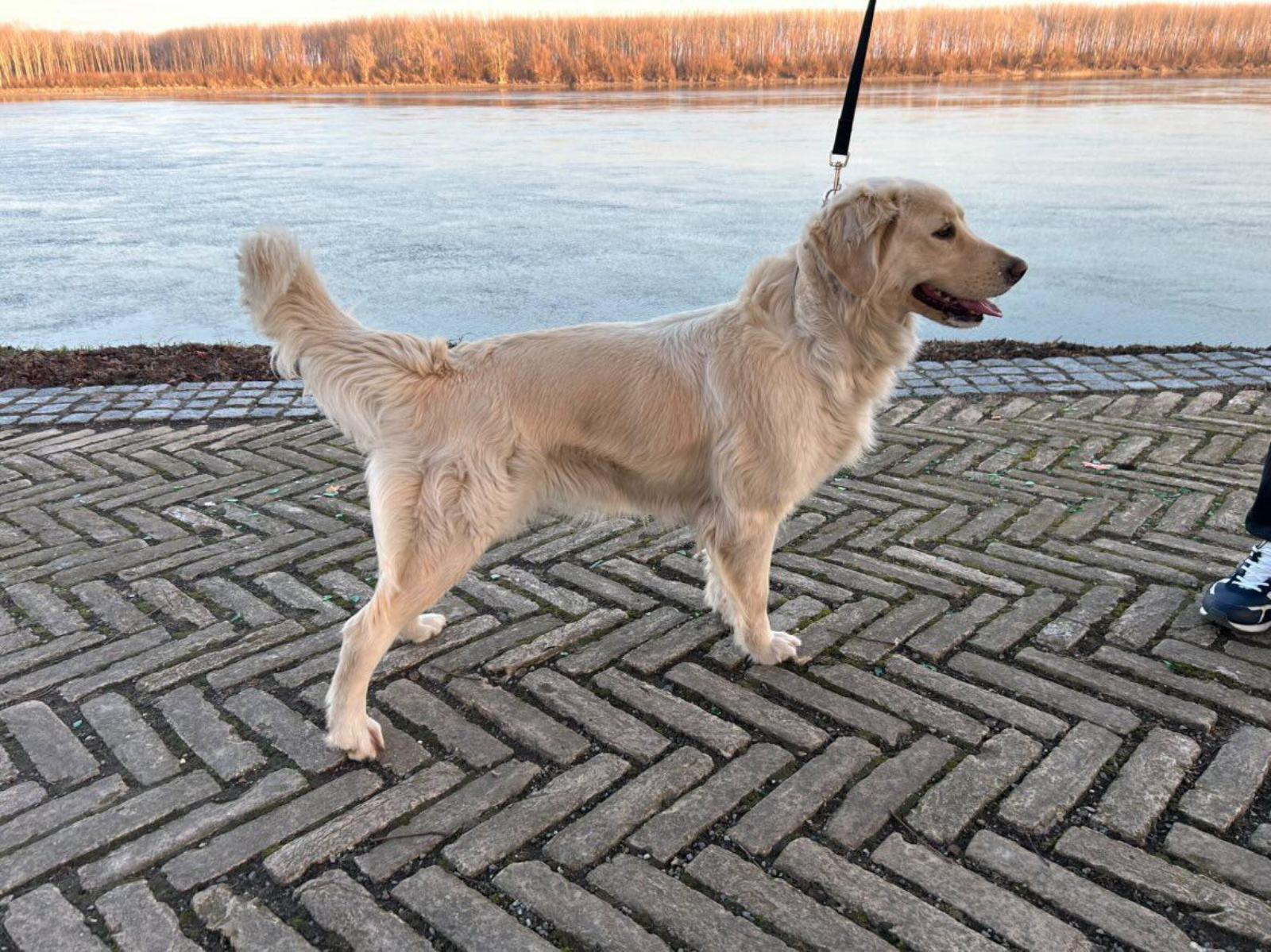 muzjaka za parenje trazim zlatni retriver