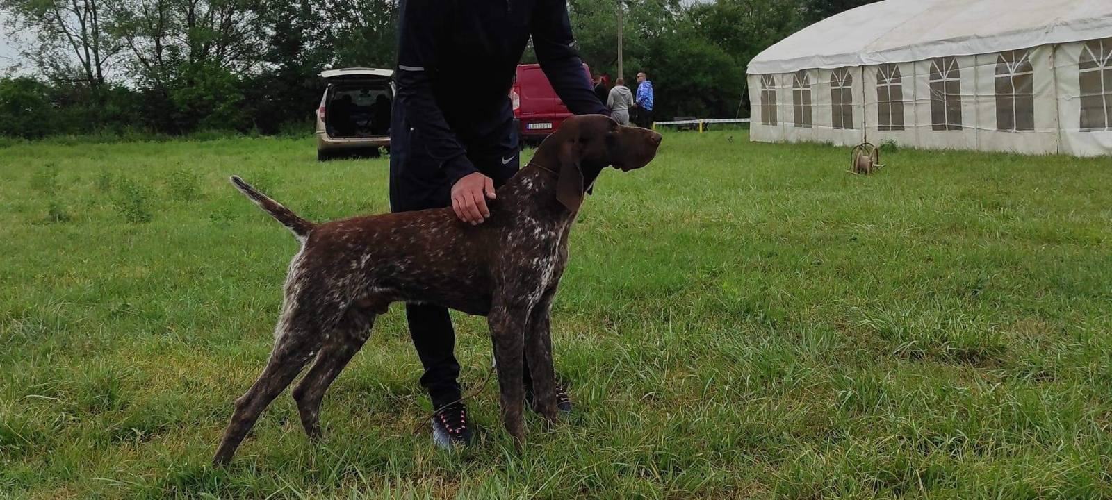 Njemački kratkodlaka ptičar