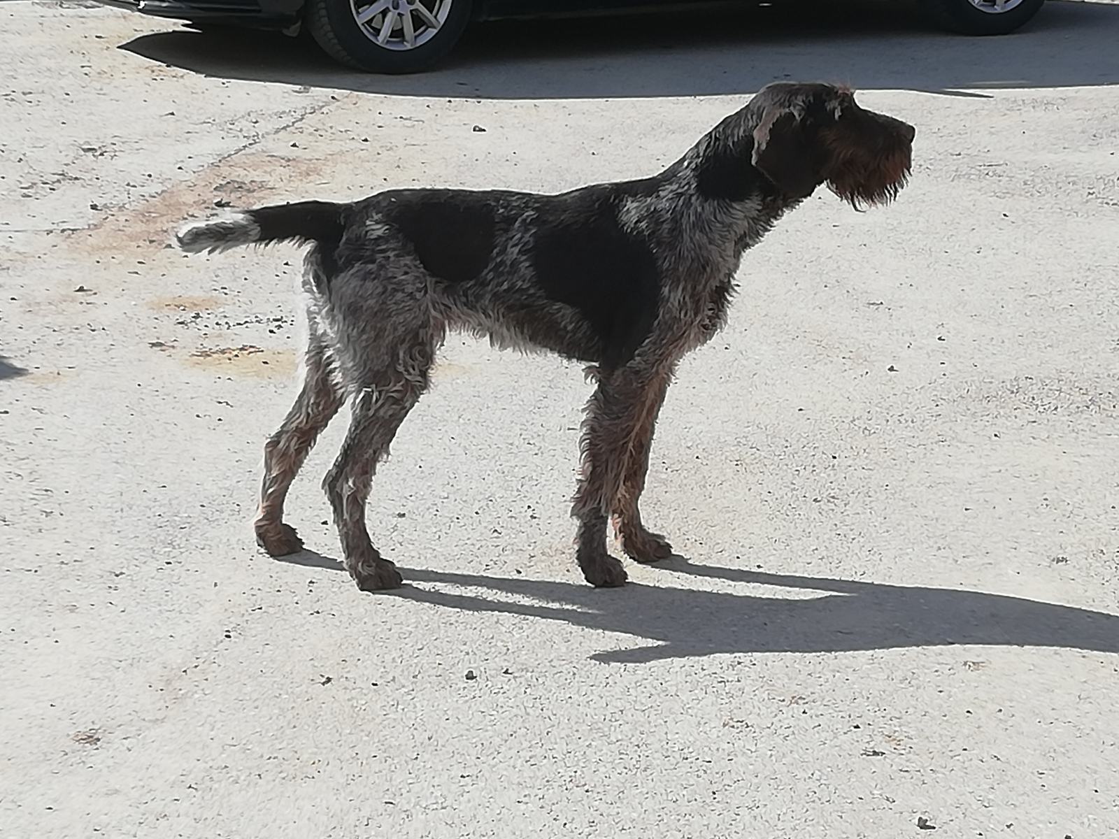 Njemački oštrodlaki ptičar...parenje