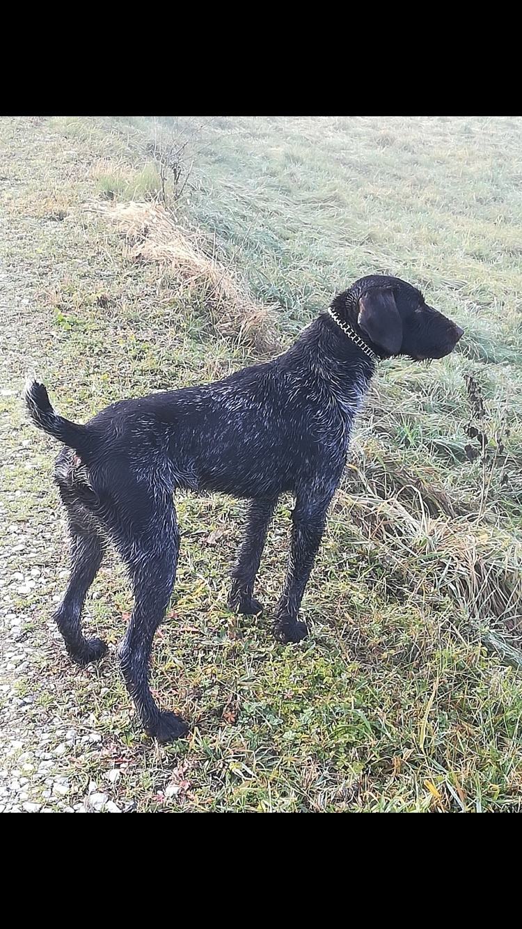 Njemački oštrodlaki ptičar za parenje