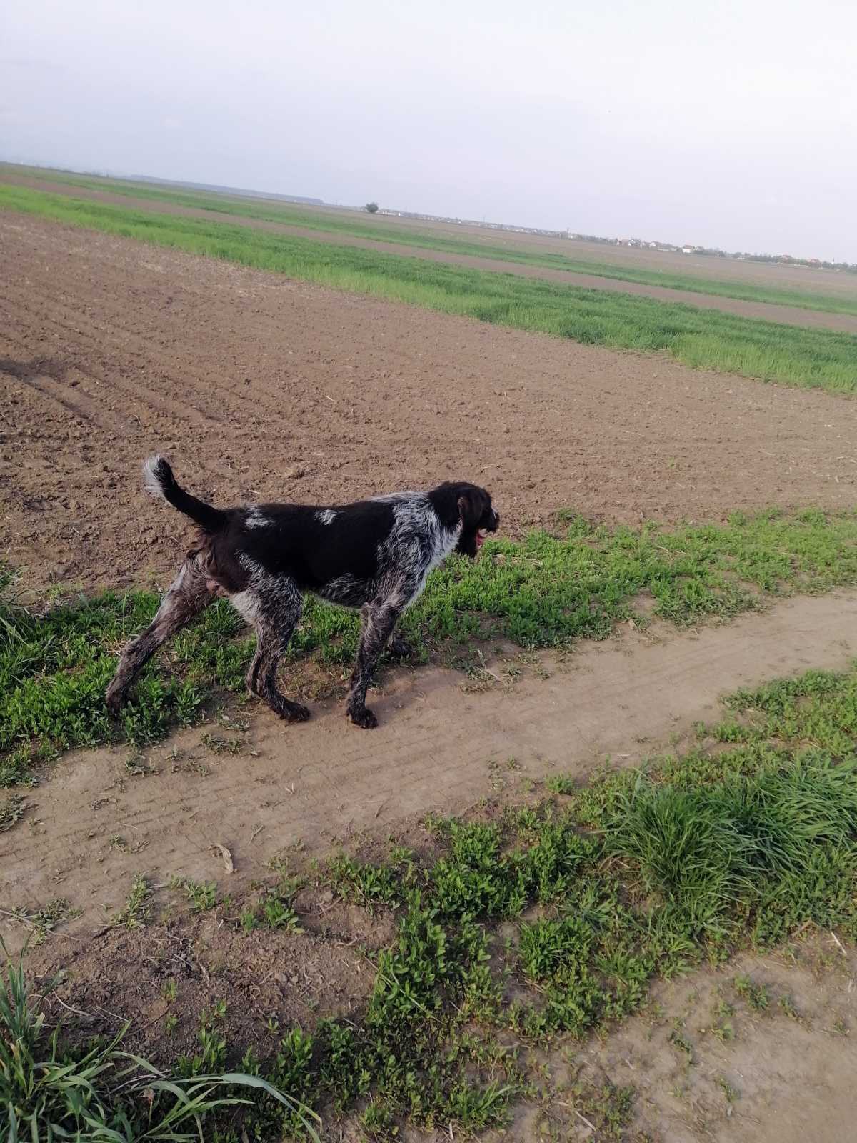 Njemački oštrodlaki ptičar za parenje