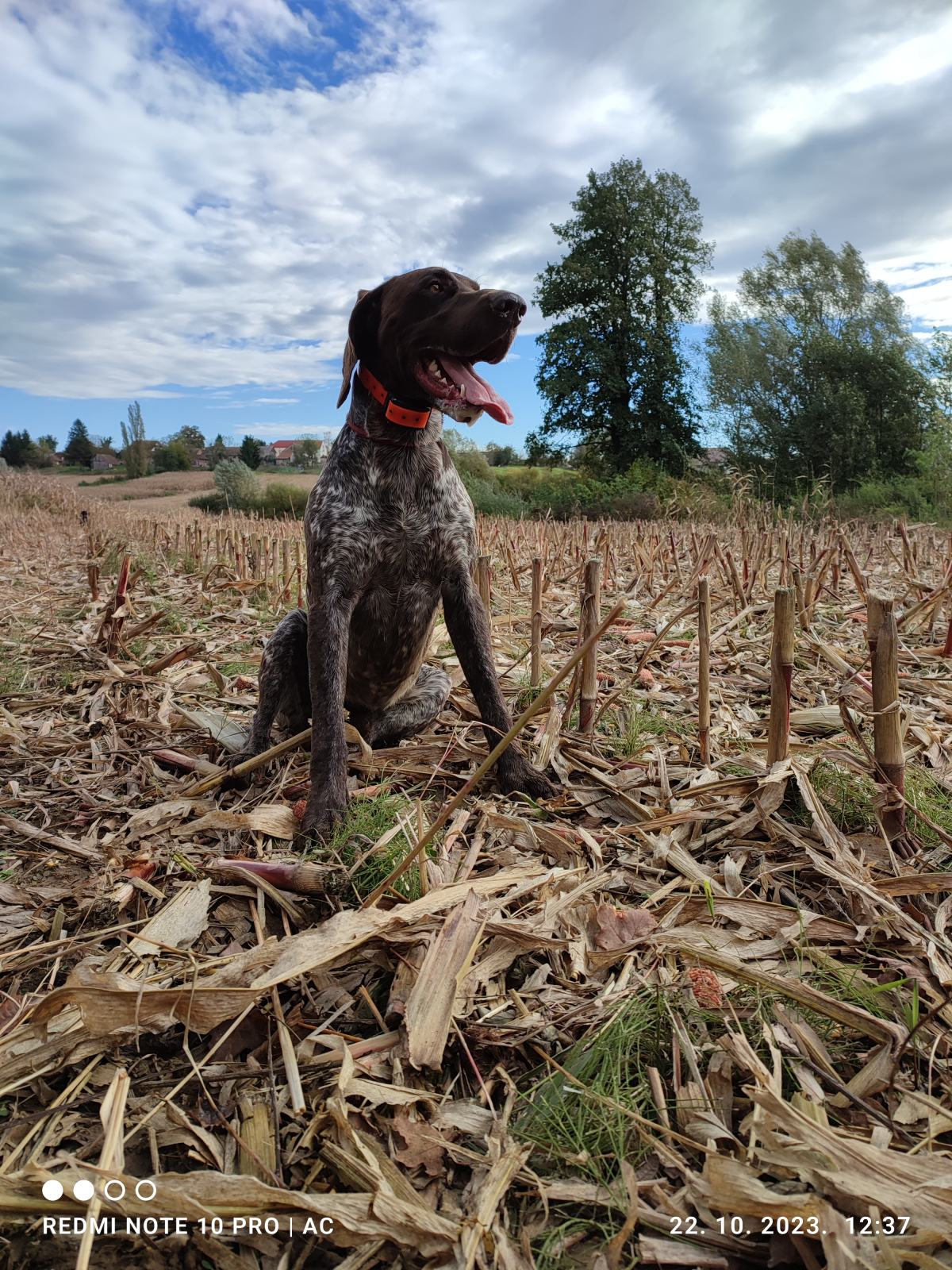 Njemački ptičar kratke dlake.