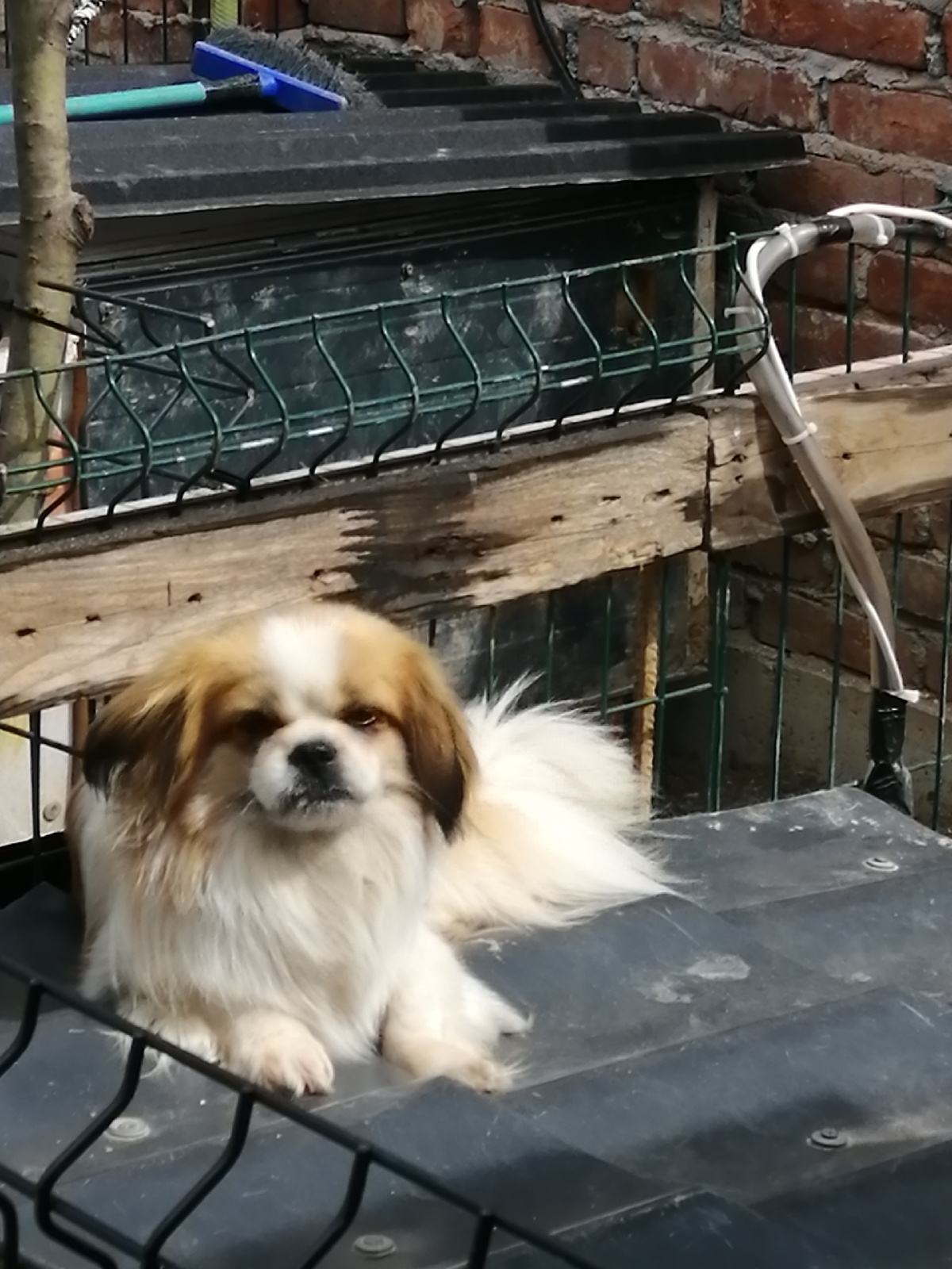 Pekinezer za parenje