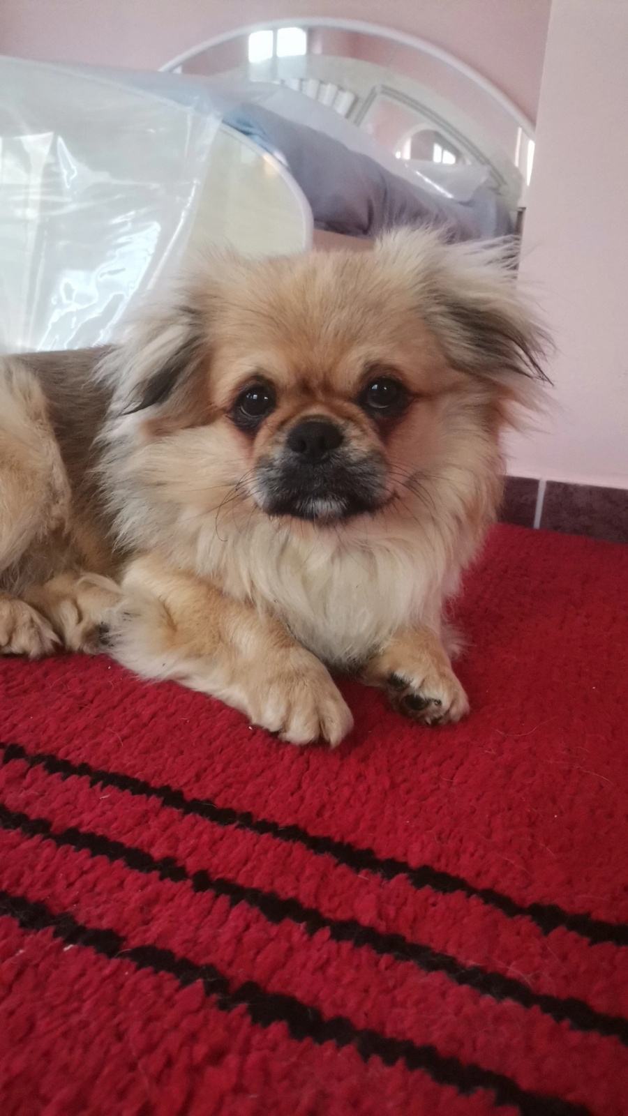 Pekinezer za parenje