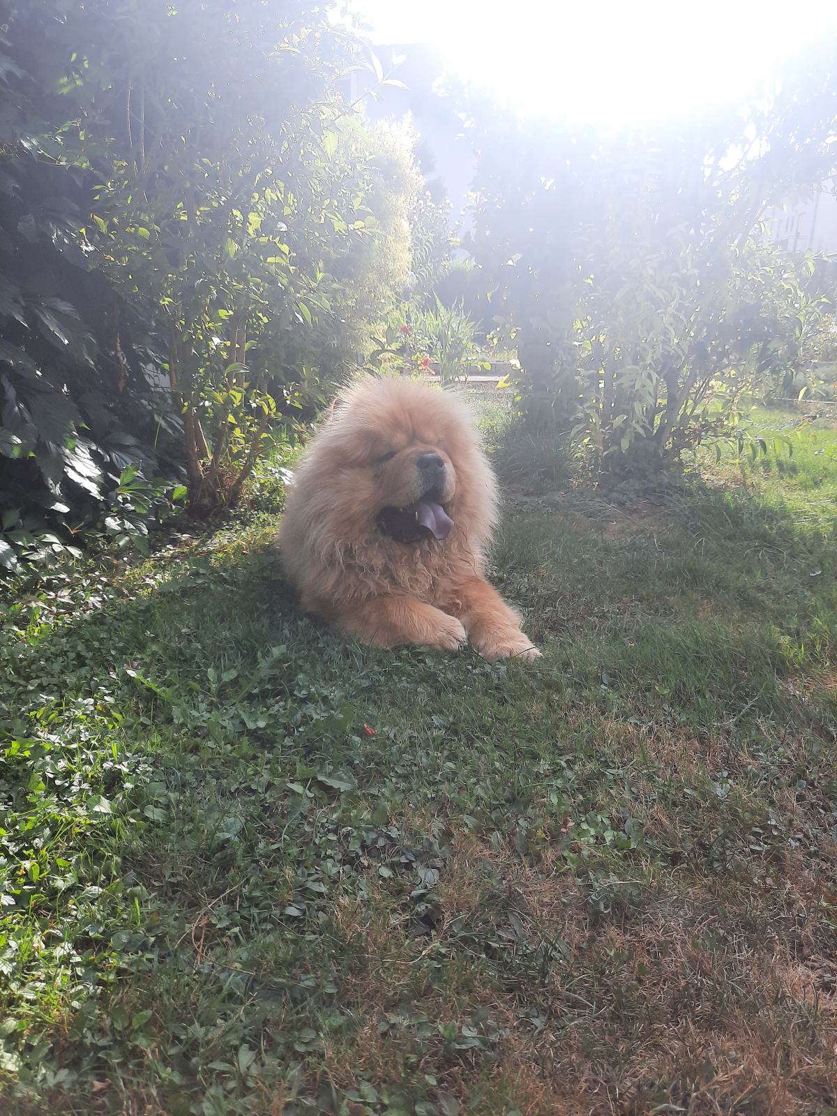 CHOW CHOW BI RAD POSTAL OČKA