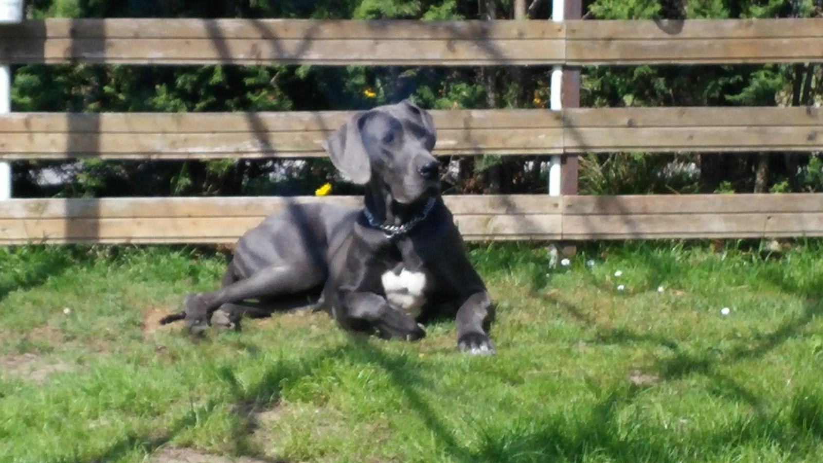 Plava njemacka doga zenka HITNO TRAZI MUZJAKA