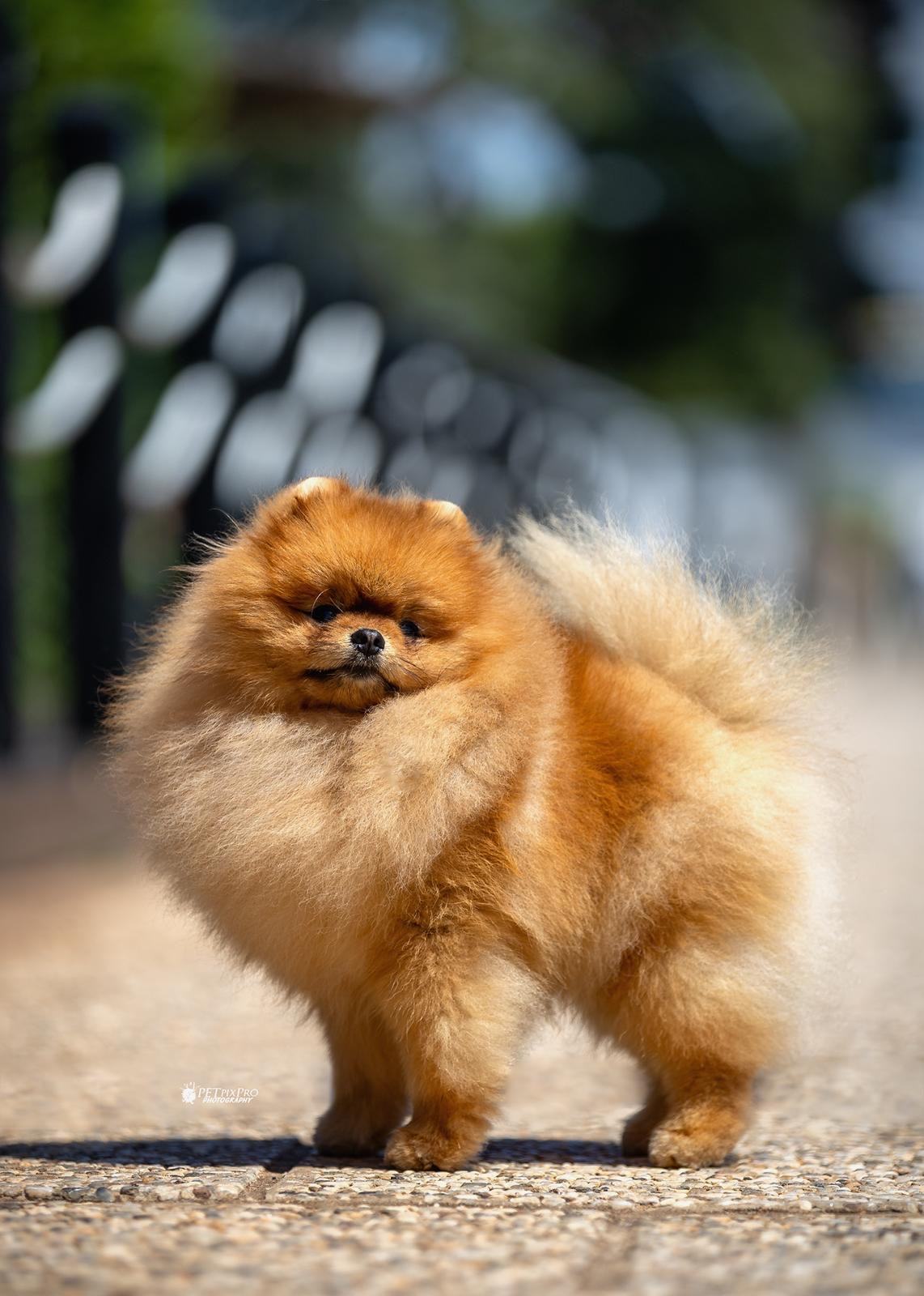 Pomeranac za parenje