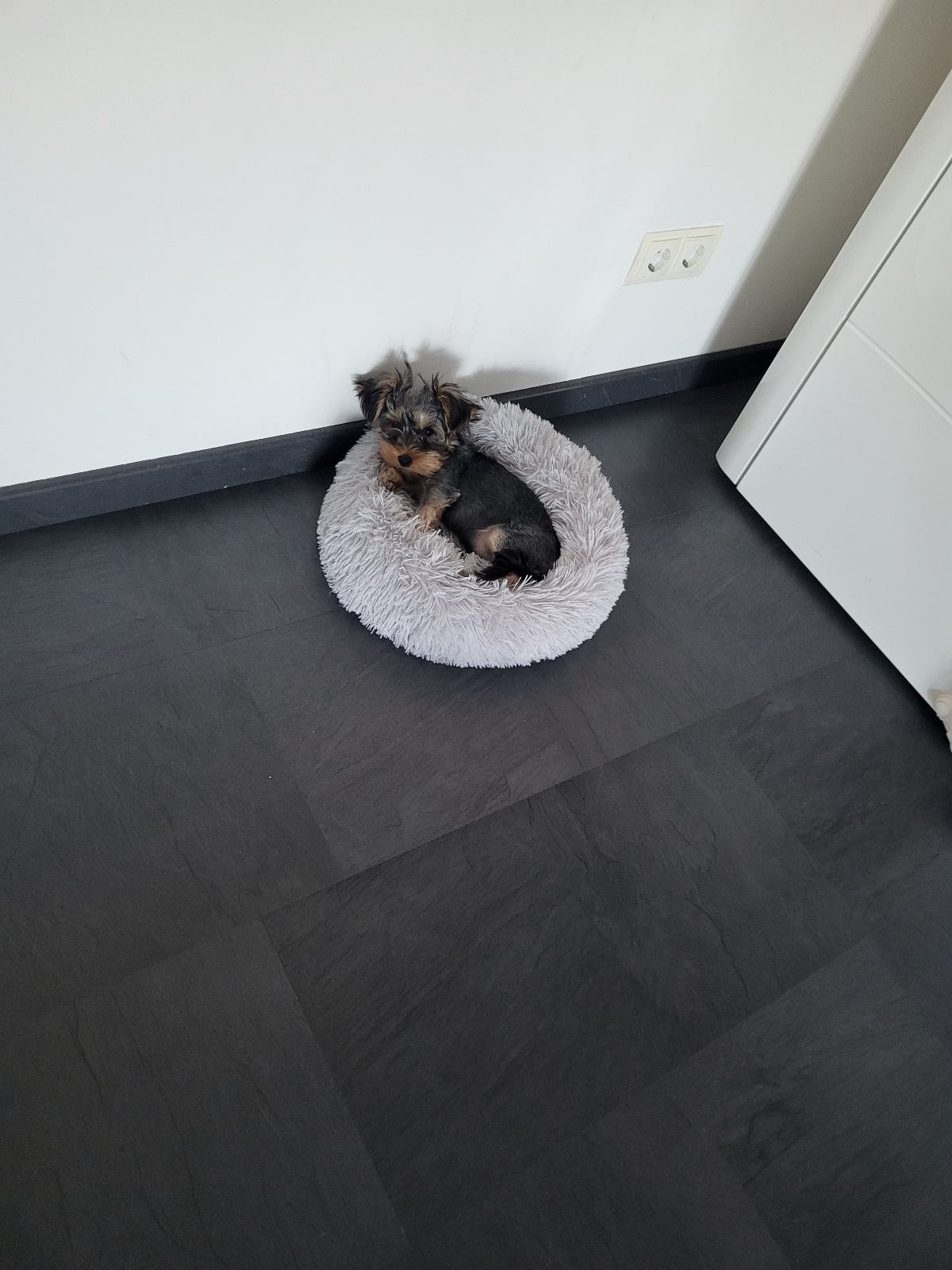 Na prodaju extra mini yorkie