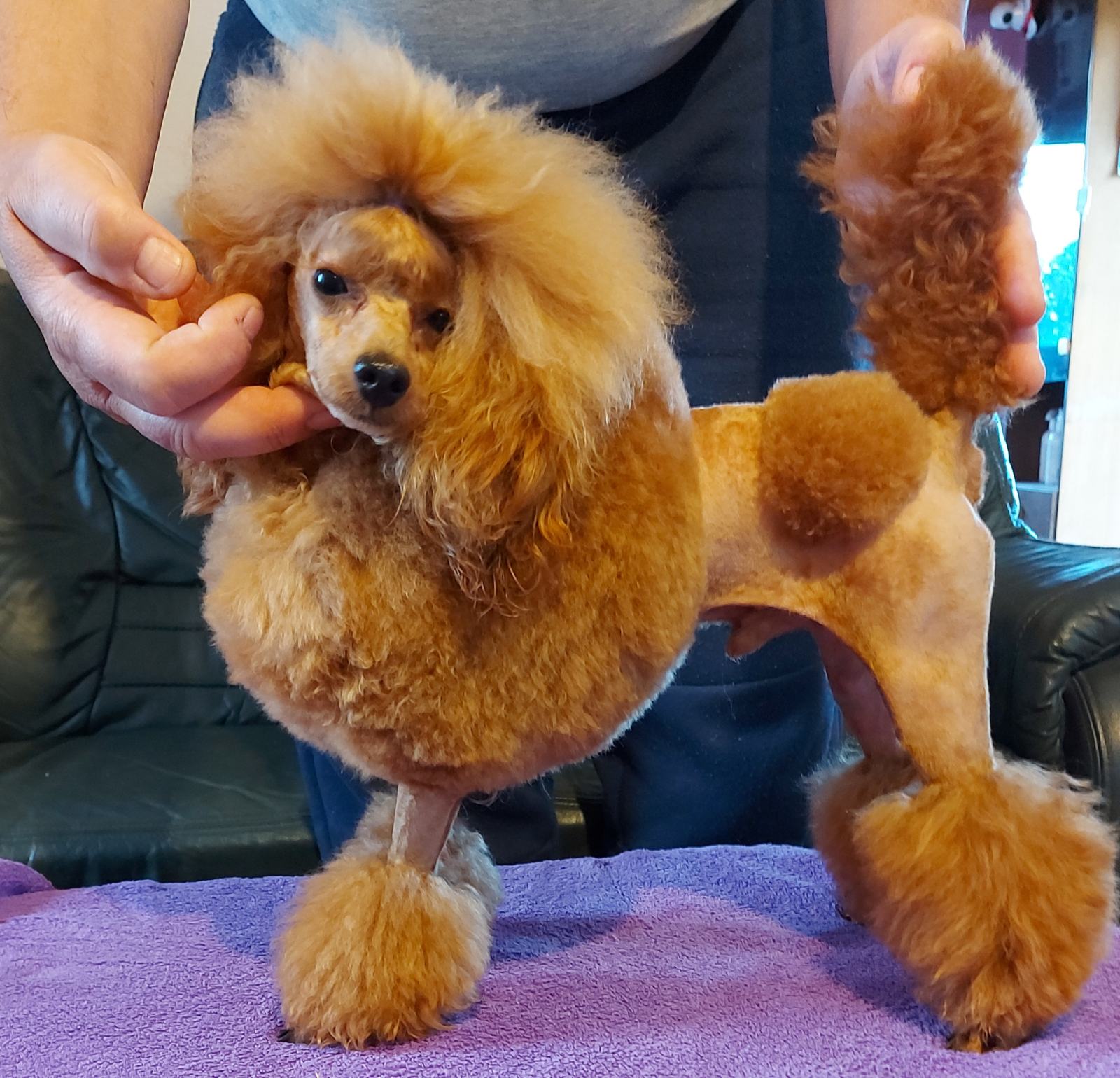 Pudl toy fawn za parenje