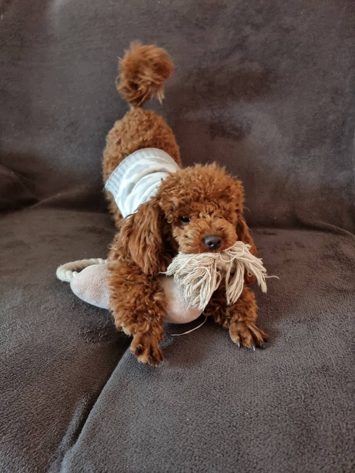 PUDLU TOY MUŠKOG TRAŽIMO