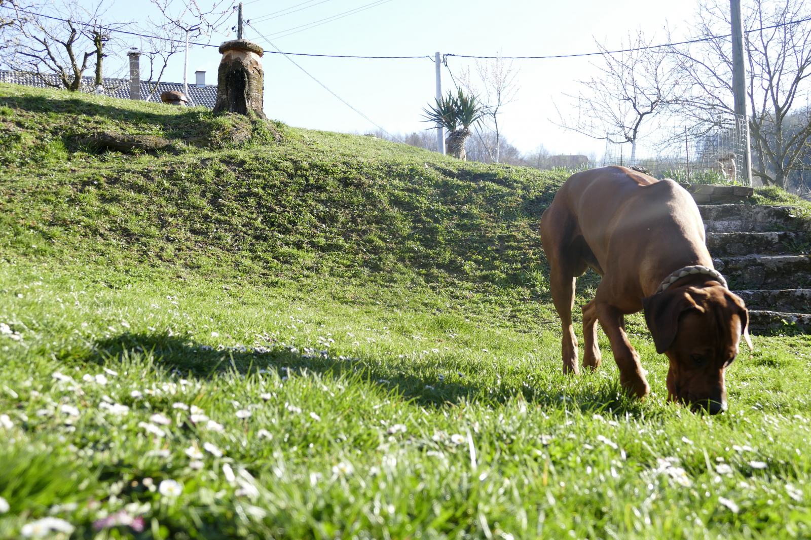 Rhodesian Ridgeback - parenje ; Axel